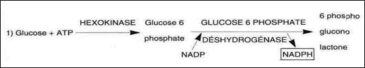 Liquide Céphalo-Rachidien (LCR) : Analyse Biochimique, Interprétation ...